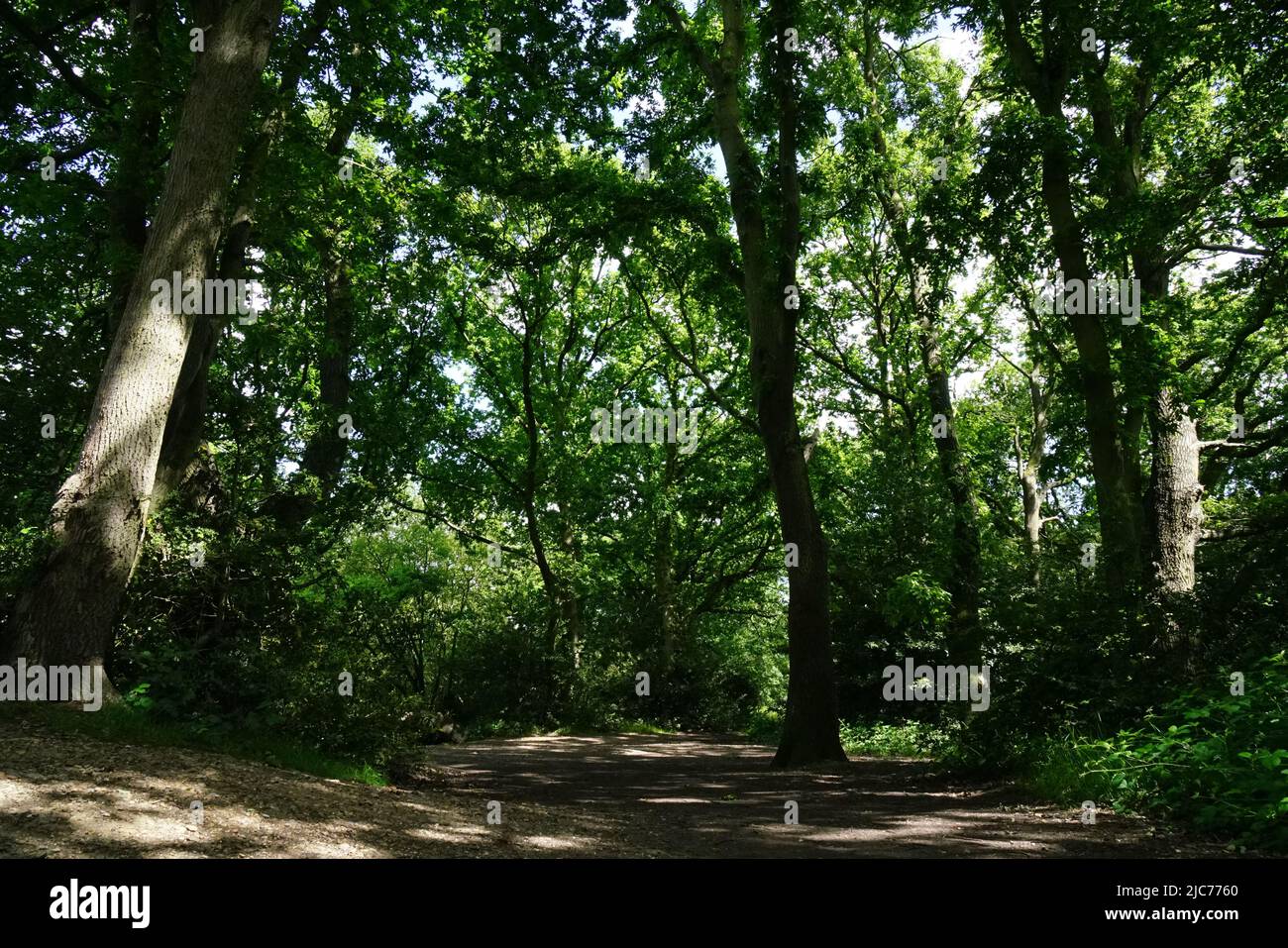 London, UK. 10th June, 2022. Flowers, plants and trees at Hollow Ponds ...