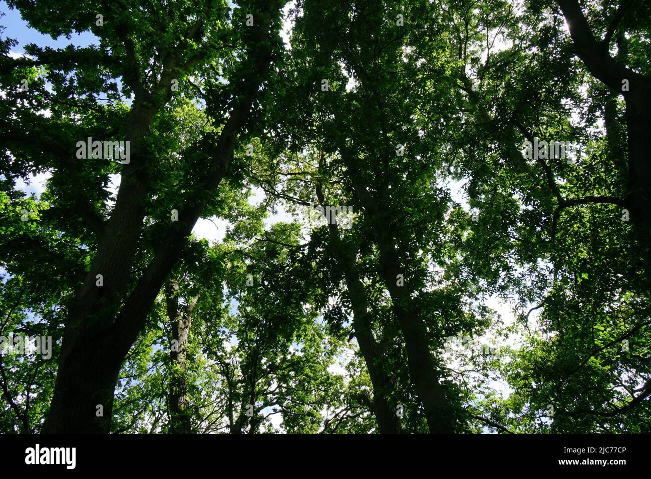 London, UK. 10th June, 2022. Flowers, plants and trees at Hollow Ponds ...