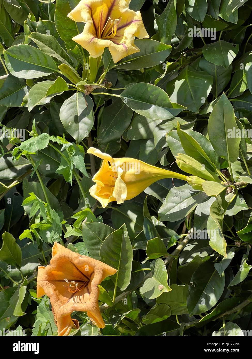 cup of gold vine - Solandra maxima - Goldkelchwein - Solandra maxima ...