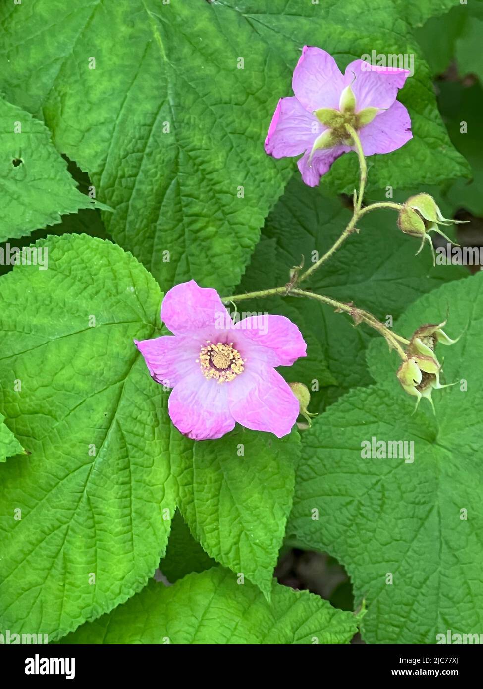 American bramble rubus odoratus hi-res stock photography and images - Alamy