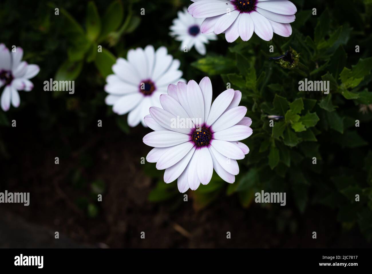 White african daisy known hi-res stock photography and images - Alamy