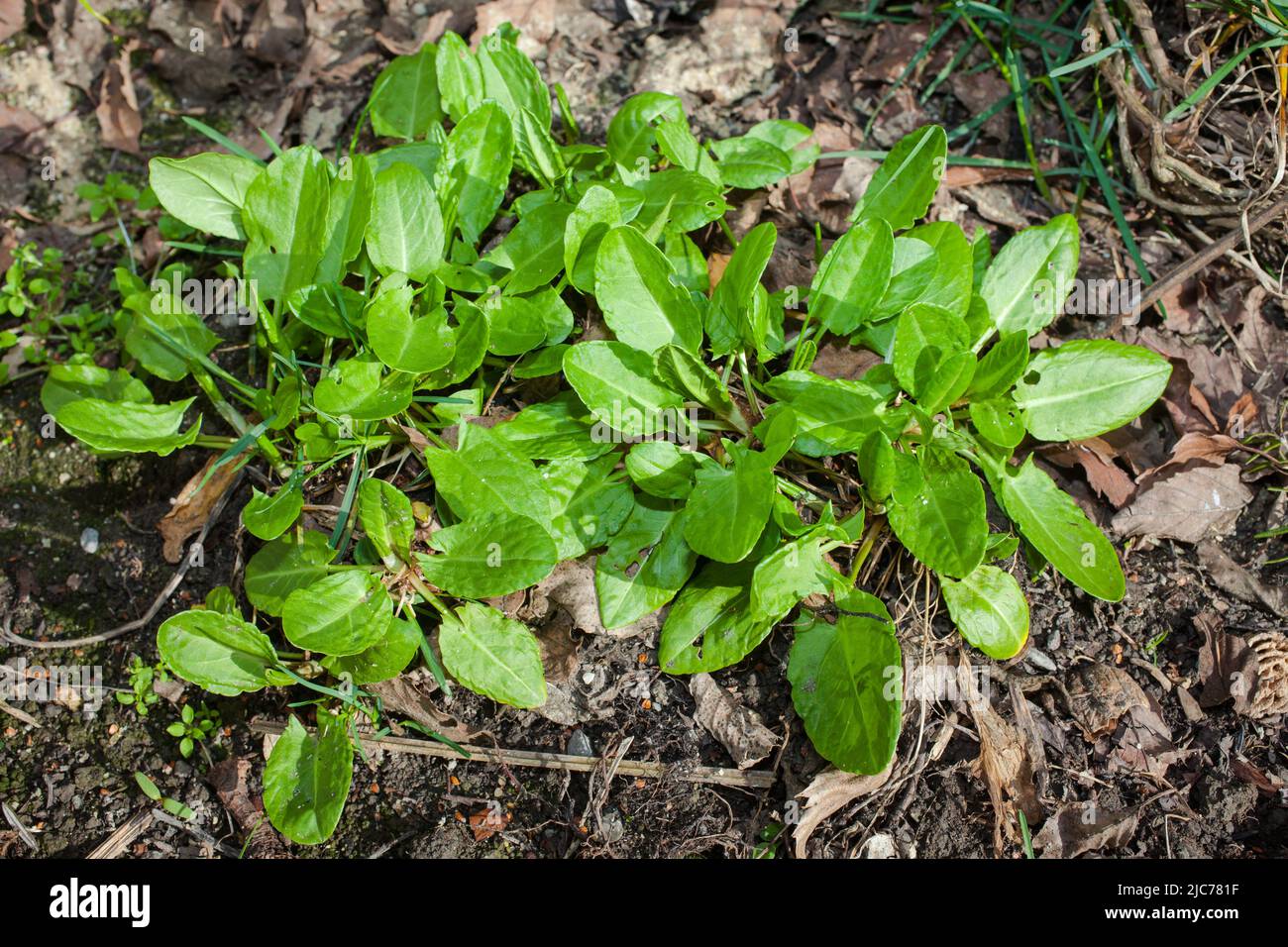 Life in New Zealand. Fishing, foraging, diving, gardening and sports ...