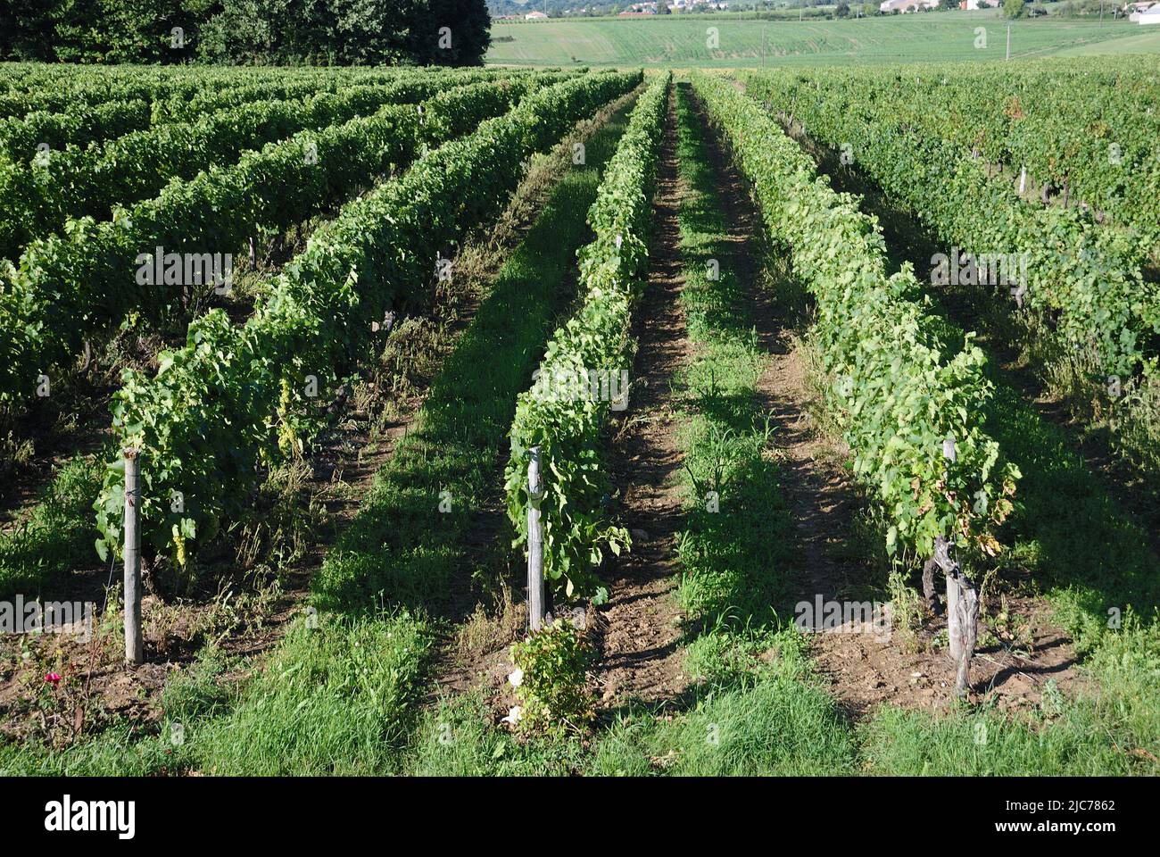 Charentais cognac hi-res stock photography and images - Alamy