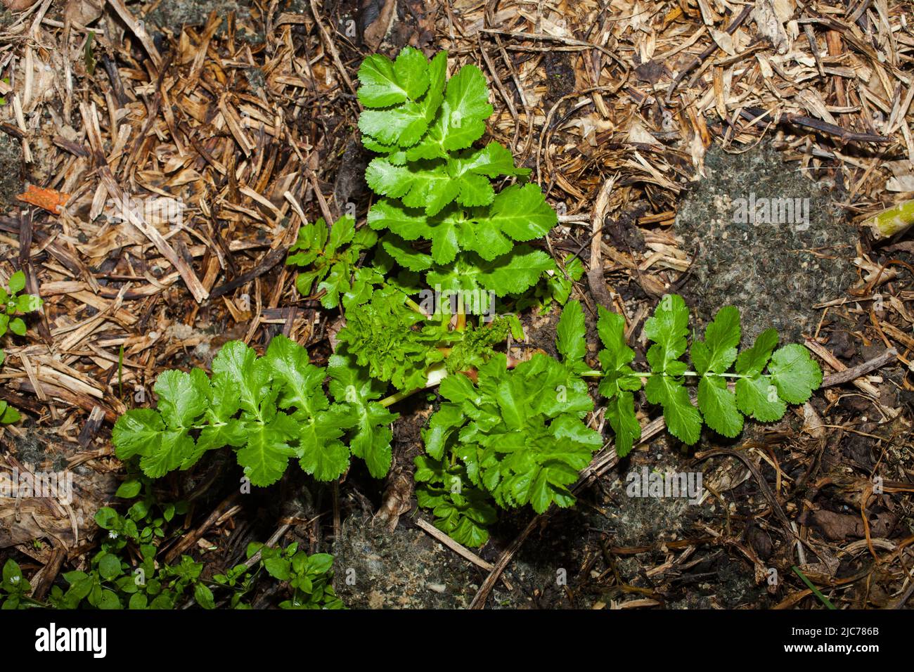Life in New Zealand. Fishing, foraging, diving, gardening and sports ...