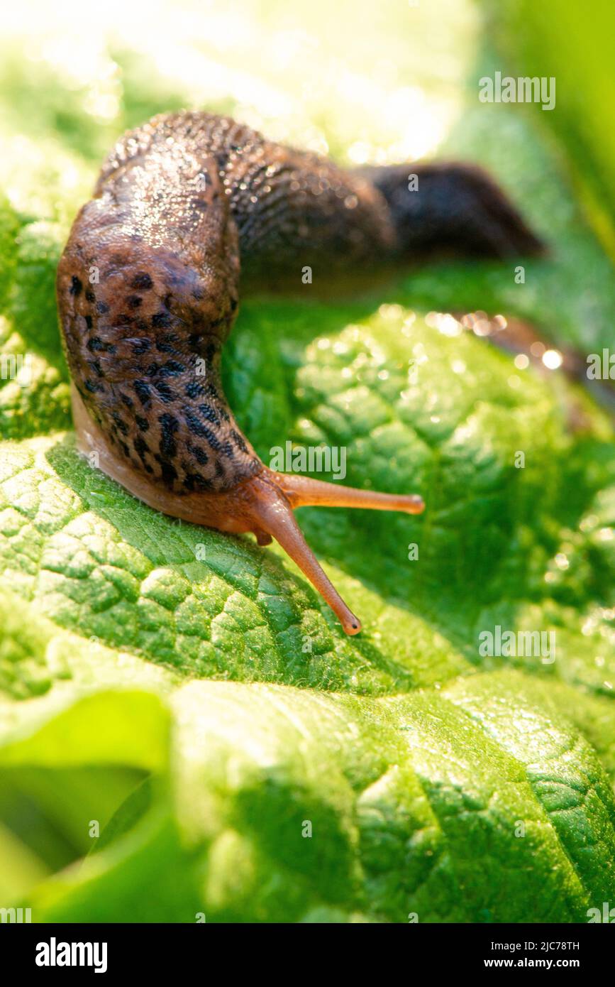 Large long slug, leopard slug (Limax maximus), Limacidae family ...