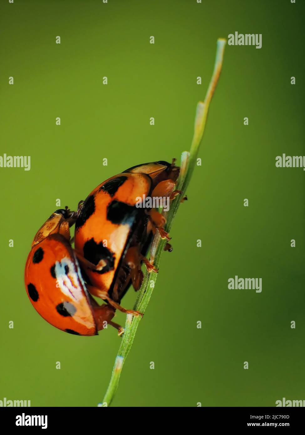 Ladybug colony hi-res stock photography and images - Alamy