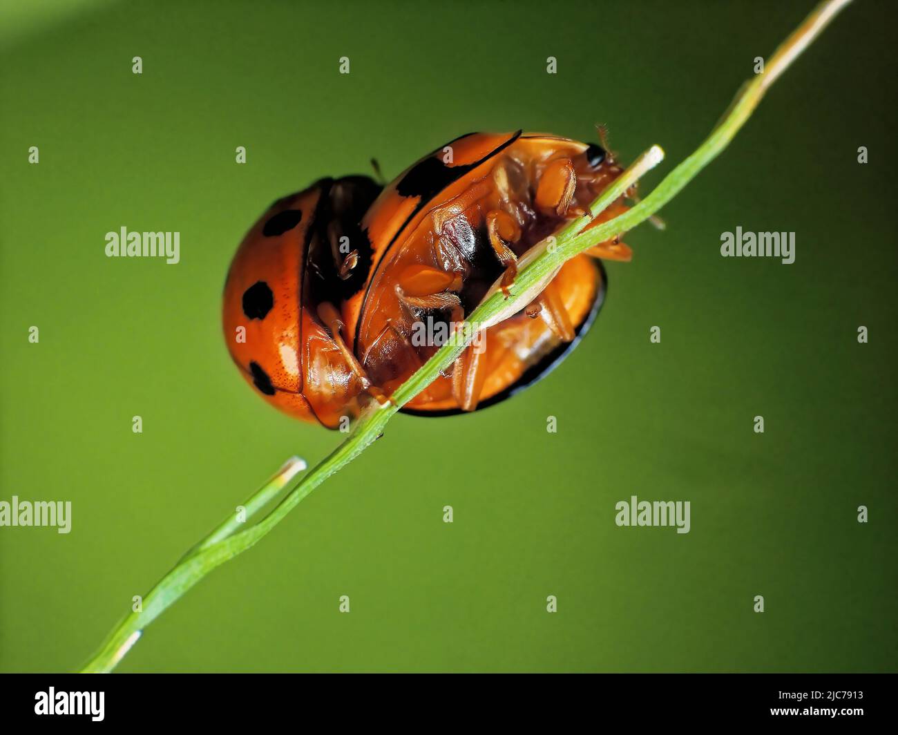 Ladybug and ants hi-res stock photography and images - Alamy