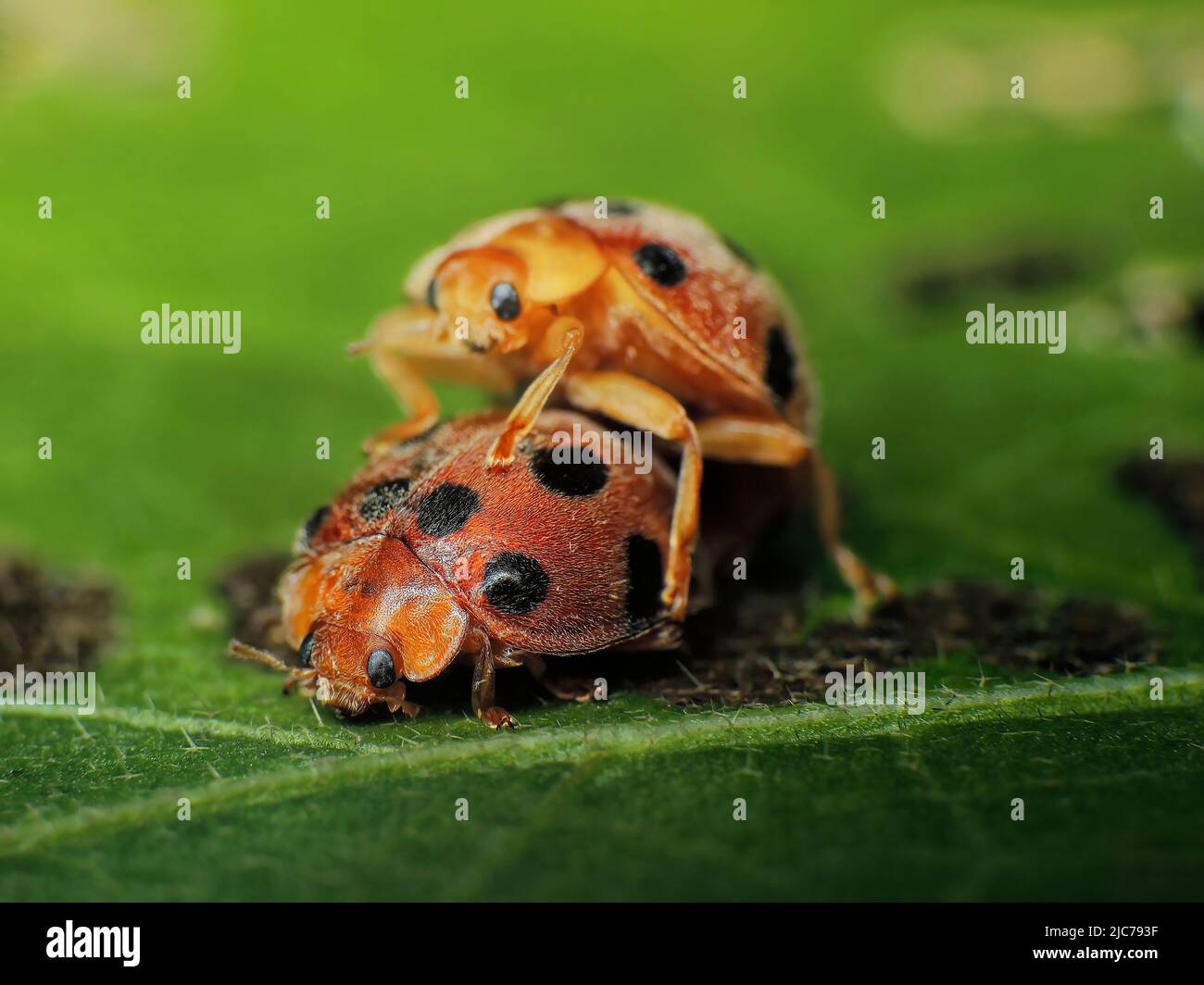 Ladybug colony hi-res stock photography and images - Alamy