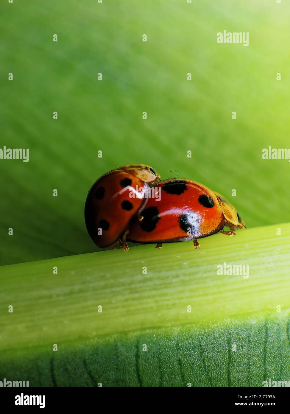 Ladybug colony hi-res stock photography and images - Alamy