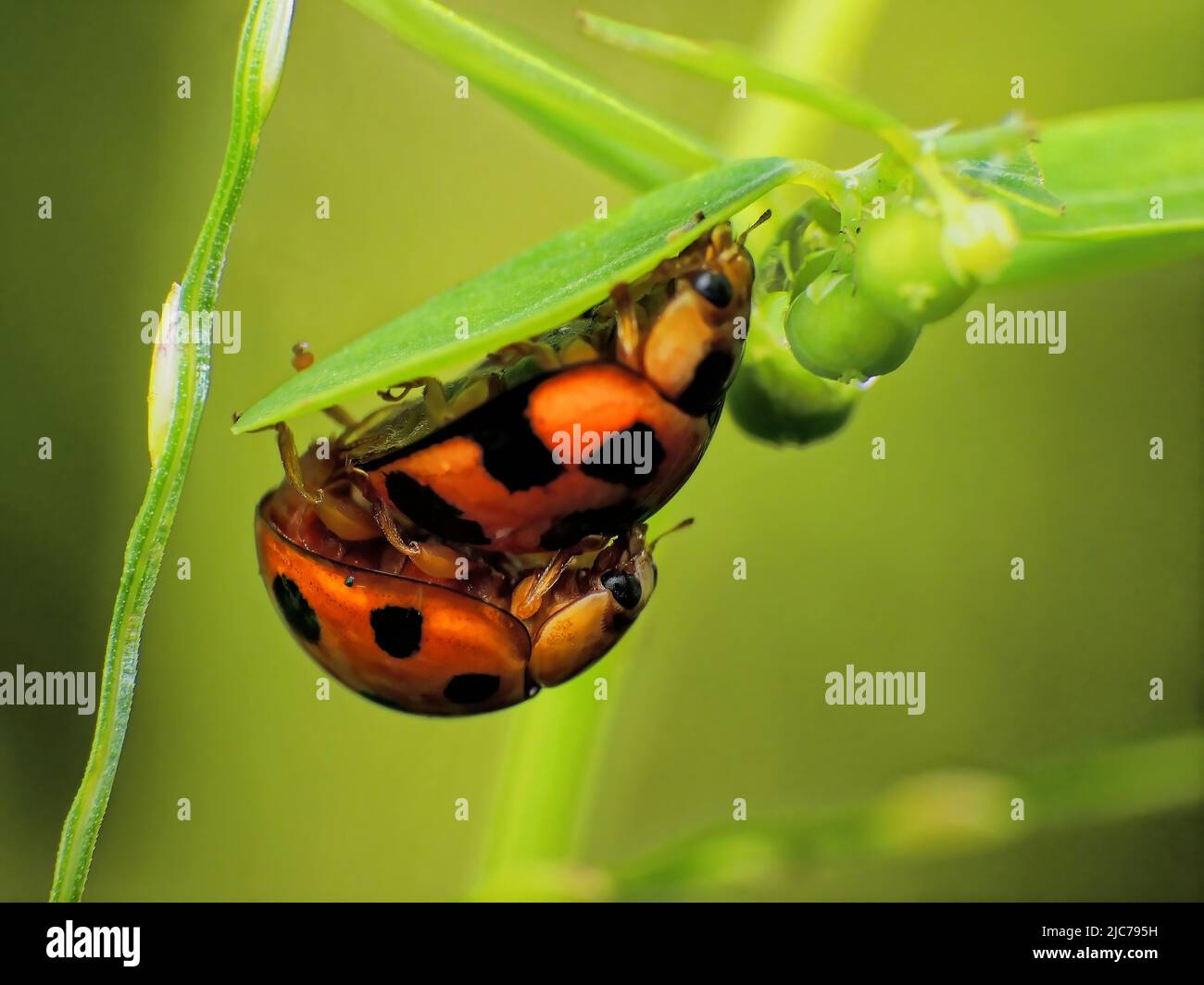 Ladybug colony hi-res stock photography and images - Alamy