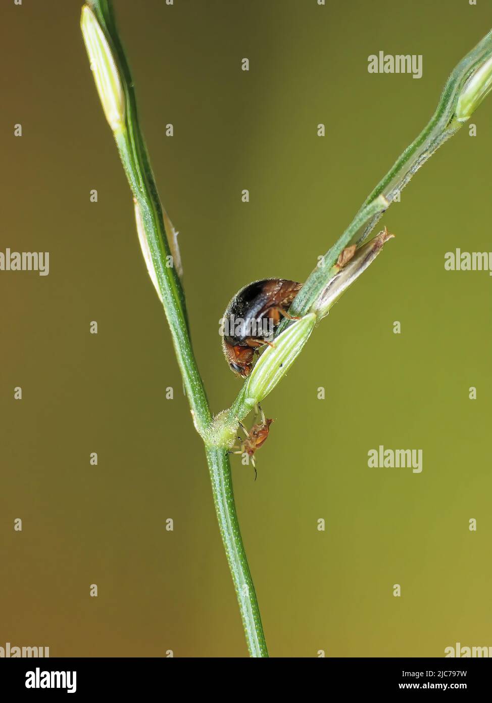 Ladybug colony hi-res stock photography and images - Alamy