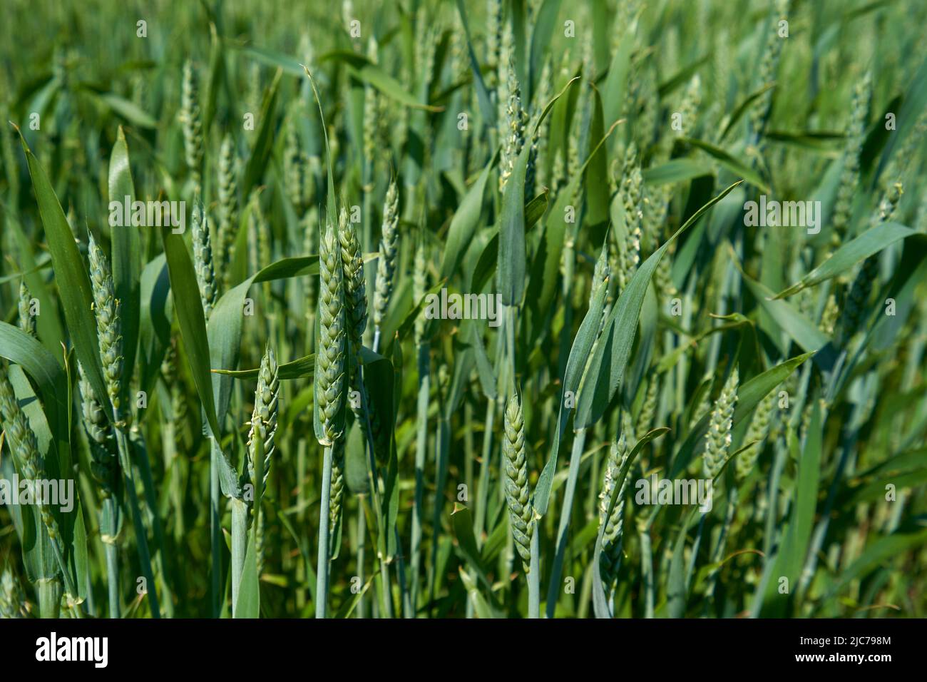 Sprouts in a field hi-res stock photography and images - Alamy