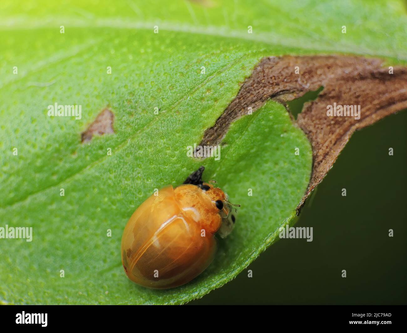 Ladybug colony hi-res stock photography and images - Alamy