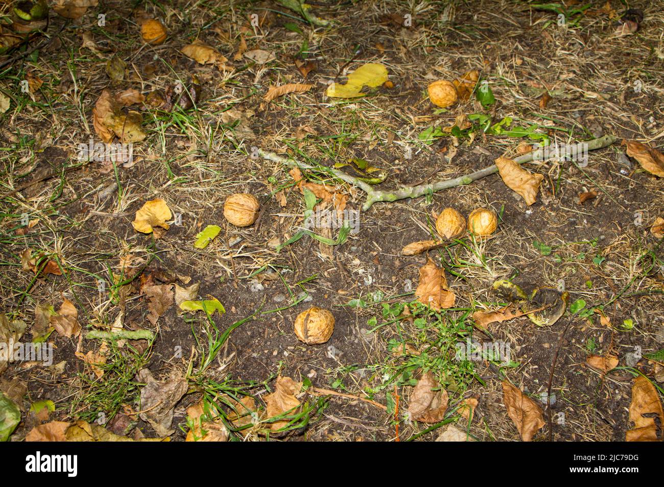 Life in New Zealand. Fishing, foraging, diving, gardening and sports ...