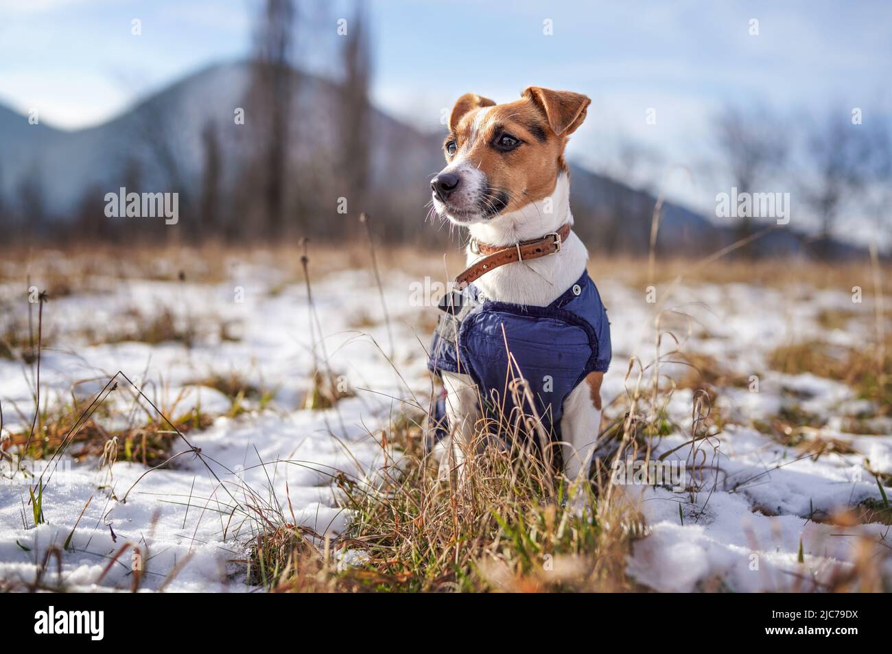 Small Jack Russell terrier stands on green grass meadow with patches of ...