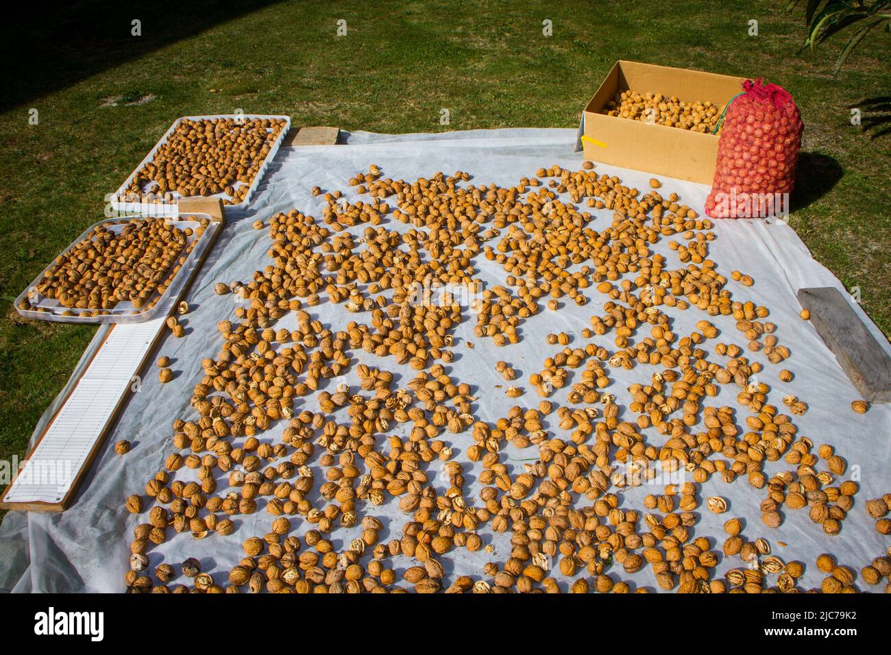 Life in New Zealand. Fishing, foraging, diving, gardening and sports ...