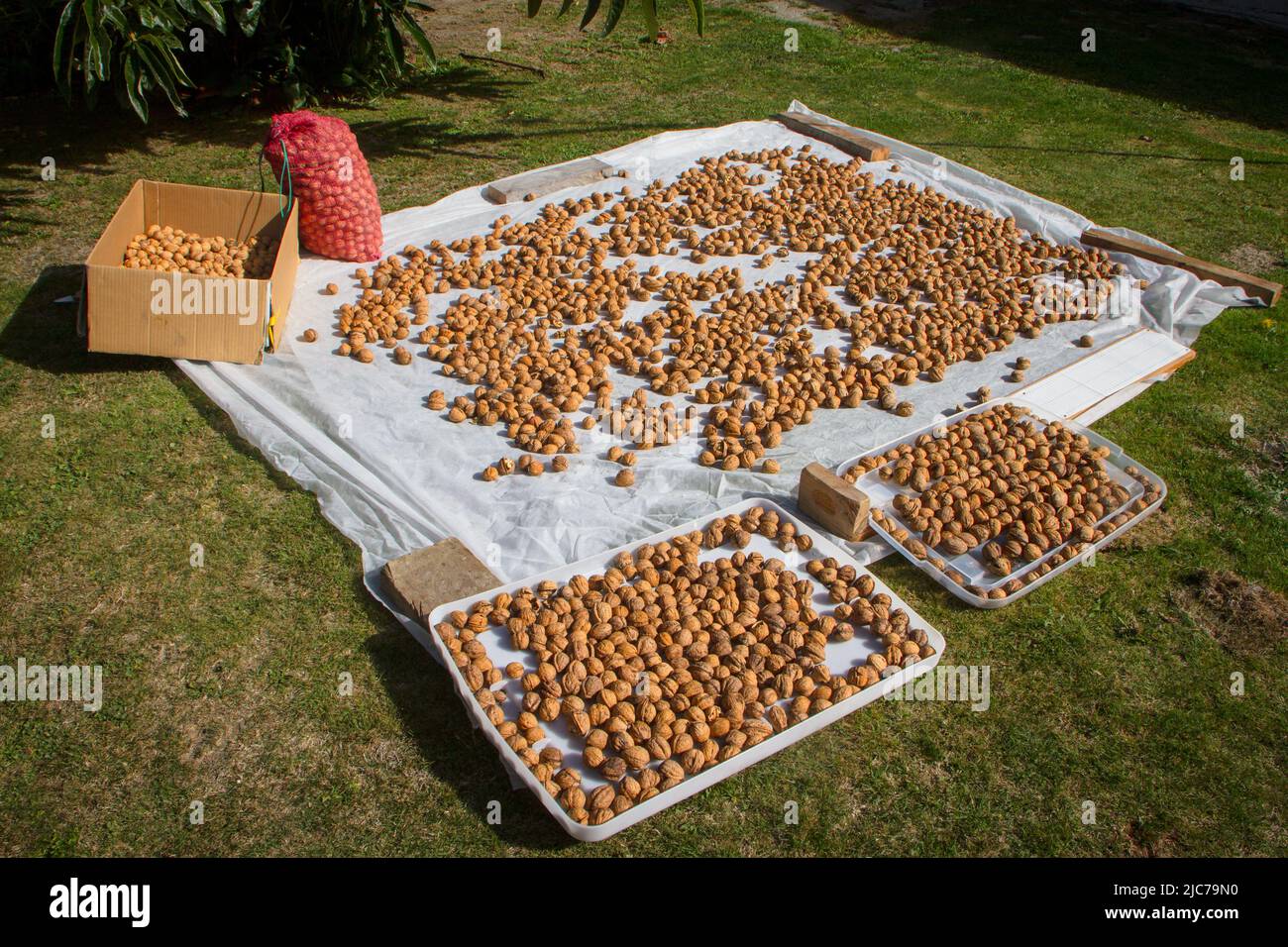 Life in New Zealand. Fishing, foraging, diving, gardening and sports ...