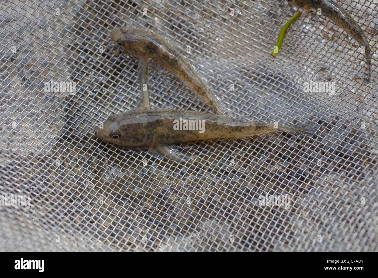 New Zealand fish species: Cockabully; estuarine triplefin or the ...