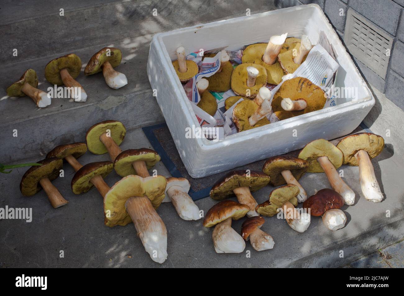 Life in New Zealand. Fishing, foraging, diving, gardening and sports ...