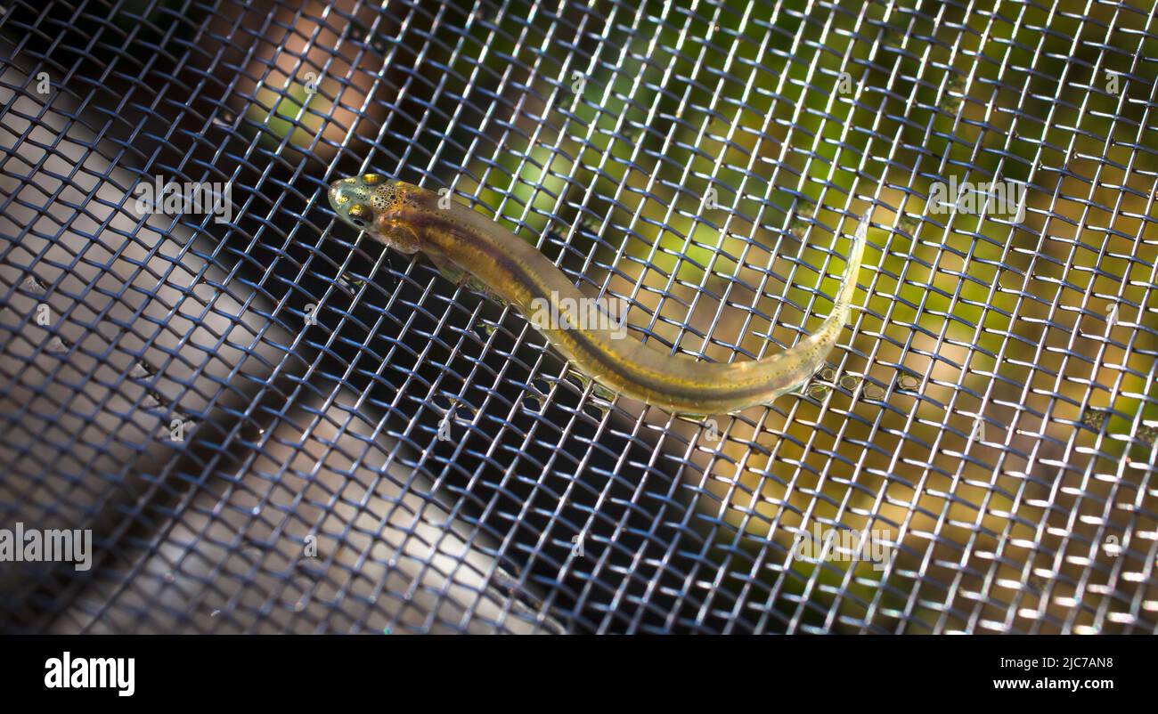 New Zealand Whitebait : Banded Kokopu (Galaxias fasciatus): juvenile ...