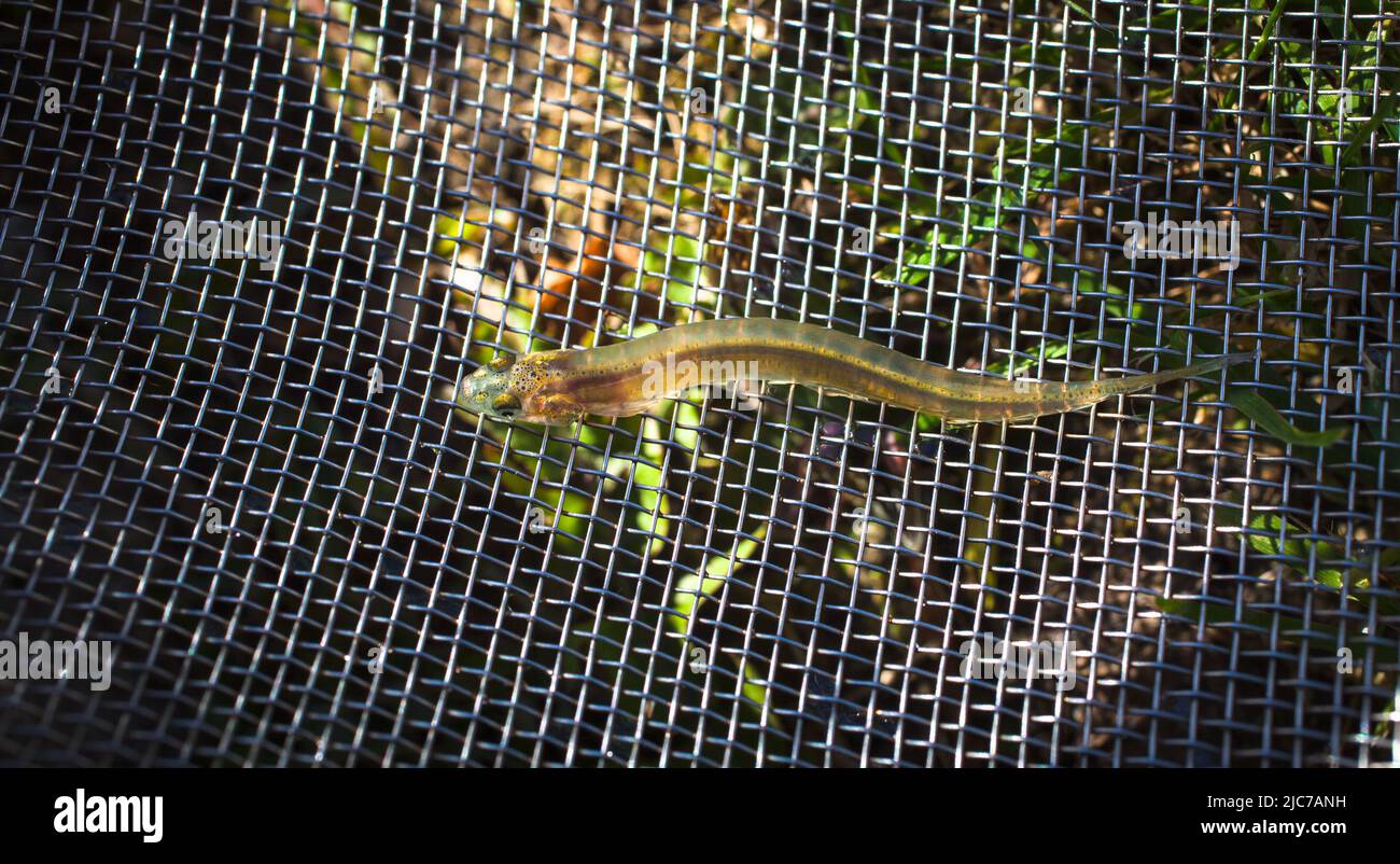 New Zealand Whitebait : Banded Kokopu (Galaxias fasciatus): juvenile ...