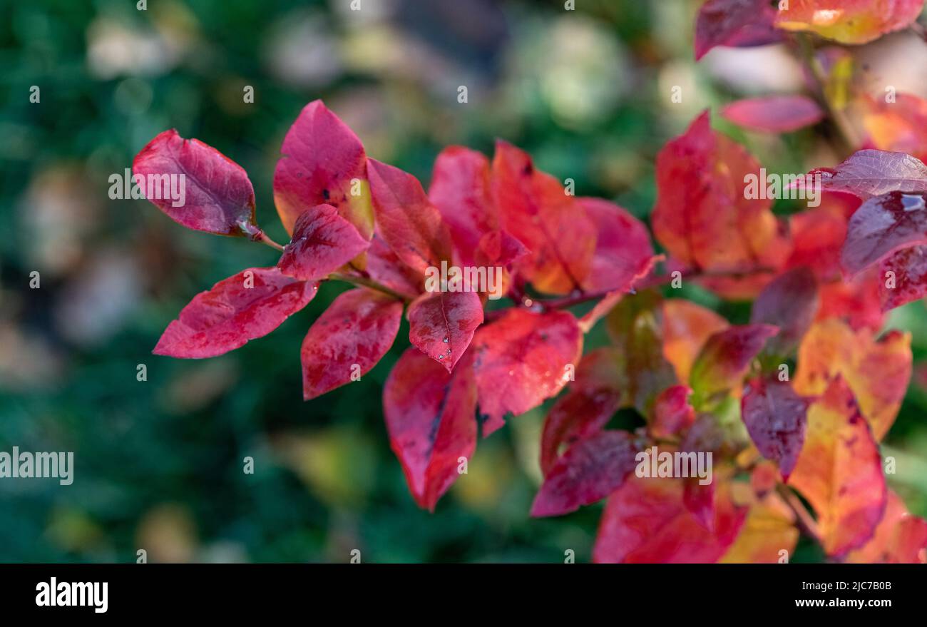 Blueberry plant. Red blueberry leaves are a sign of the upcoming fall ...