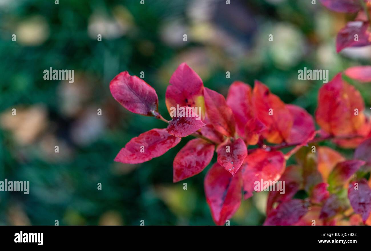 Blueberry plant. Red blueberry leaves are a sign of the upcoming fall ...