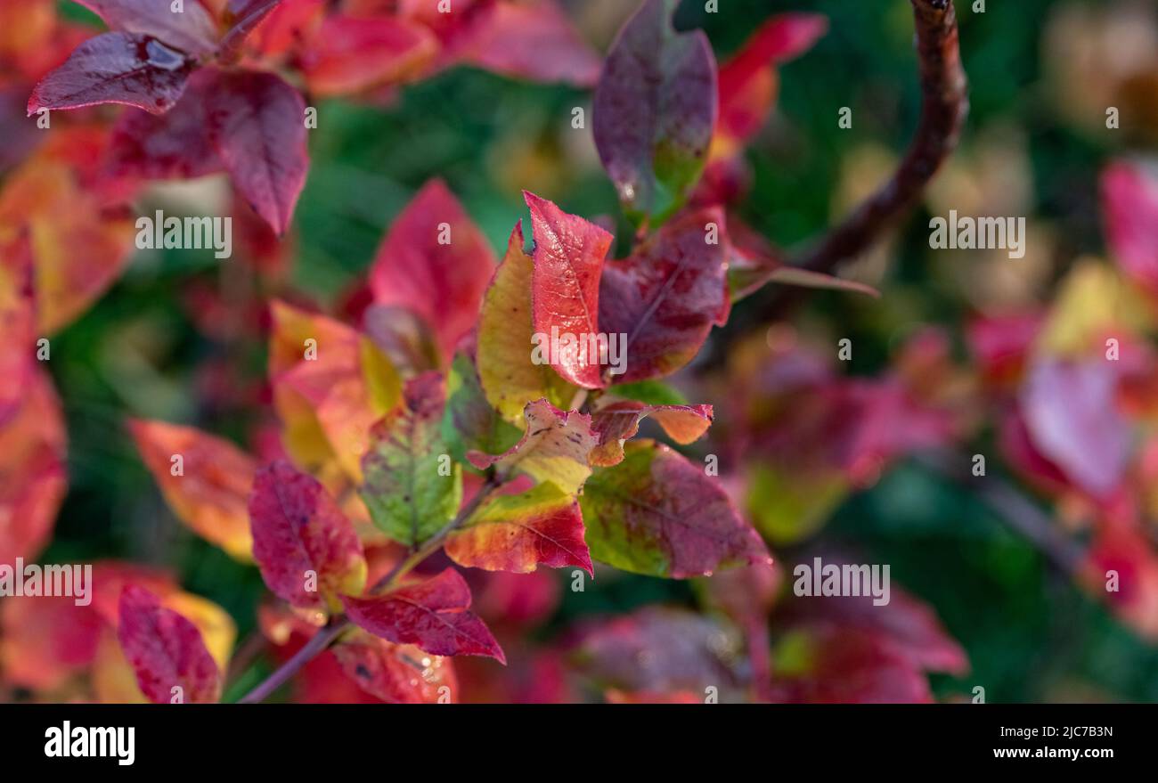 Blueberry plant. Red blueberry leaves are a sign of the upcoming fall ...