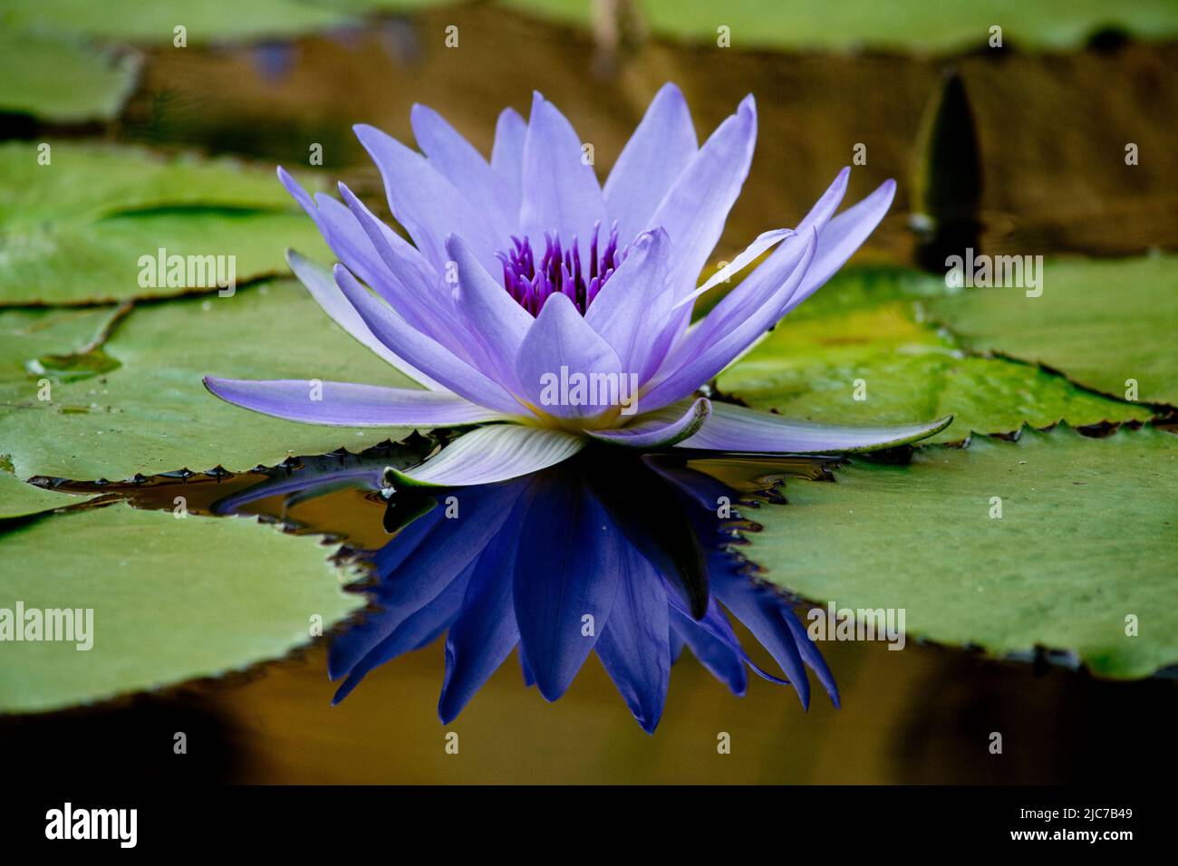 A blue star water lily, scientific name Nymphaea Nouchali, taken at the ...