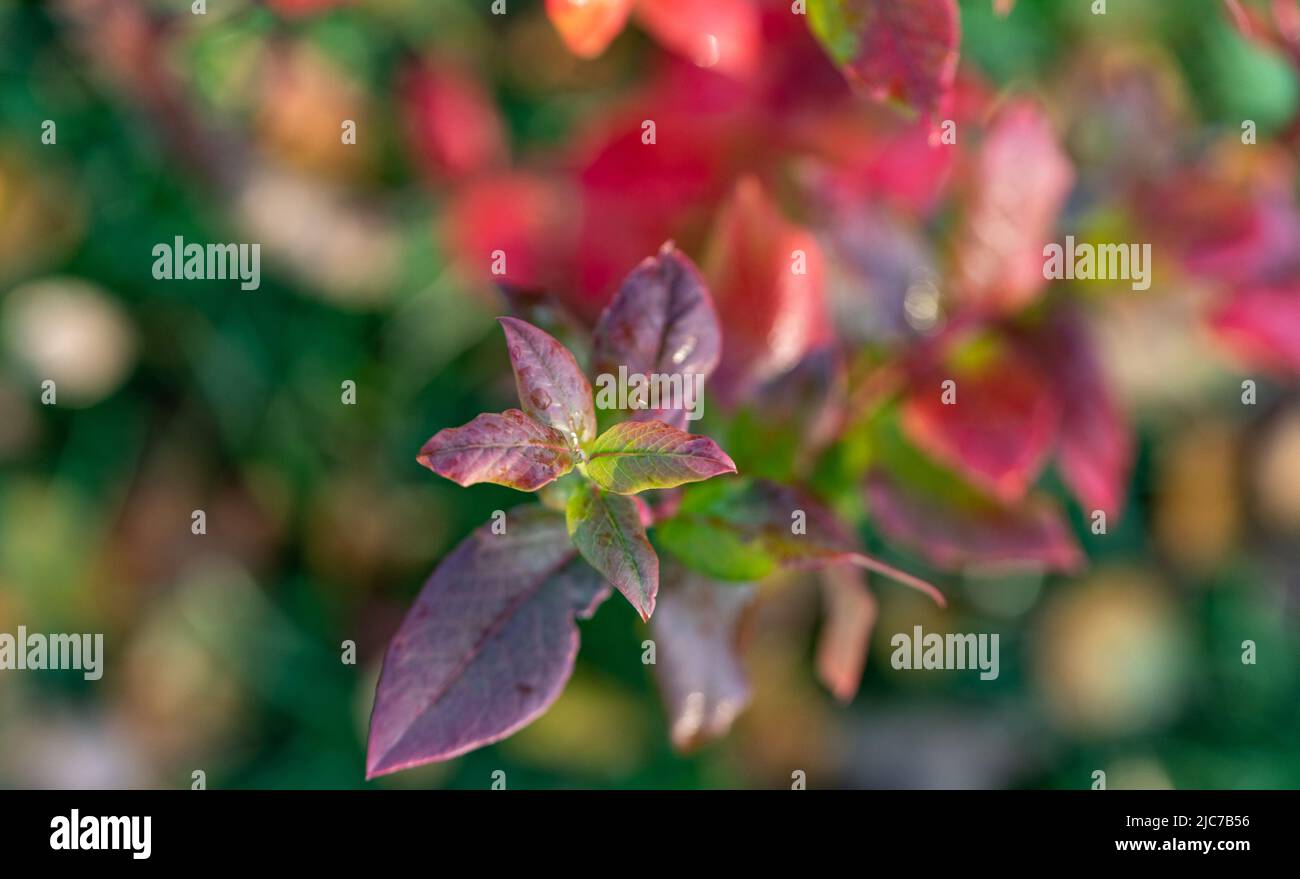Blueberry plant. Red blueberry leaves are a sign of the upcoming fall ...