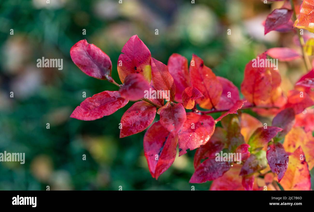 Blueberry plant. Red blueberry leaves are a sign of the upcoming fall ...