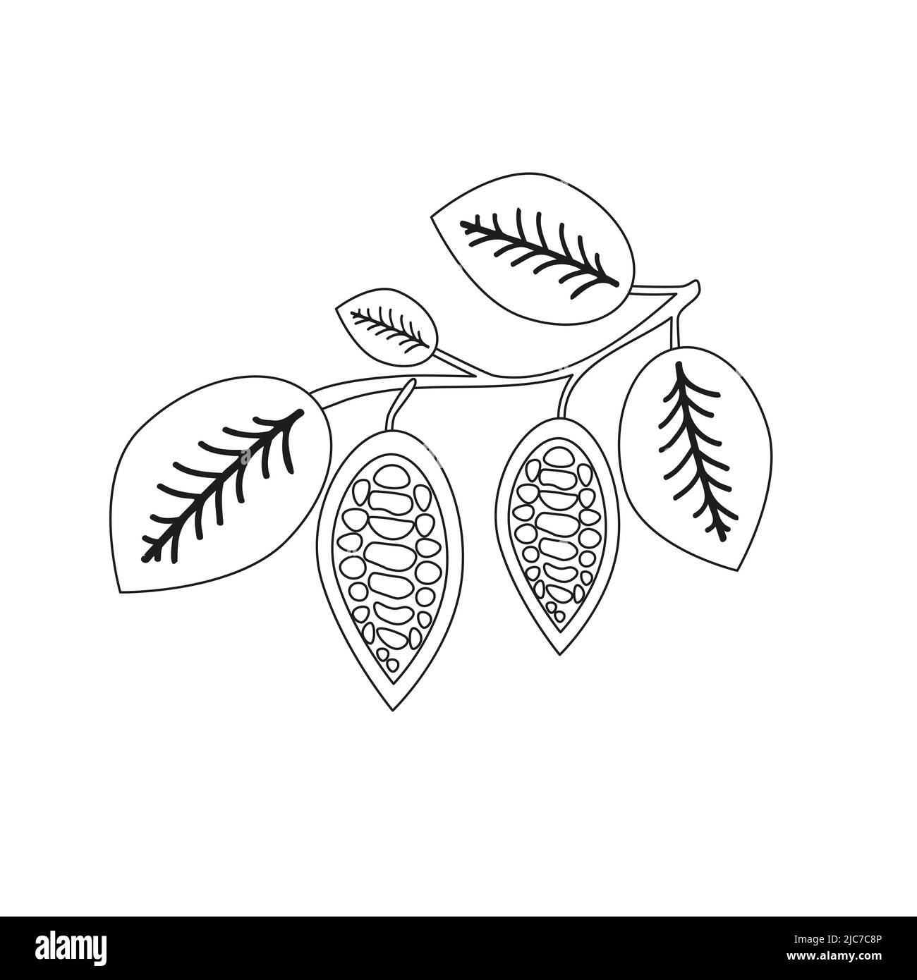 Cacao tree vector hi-res stock photography and images - Alamy