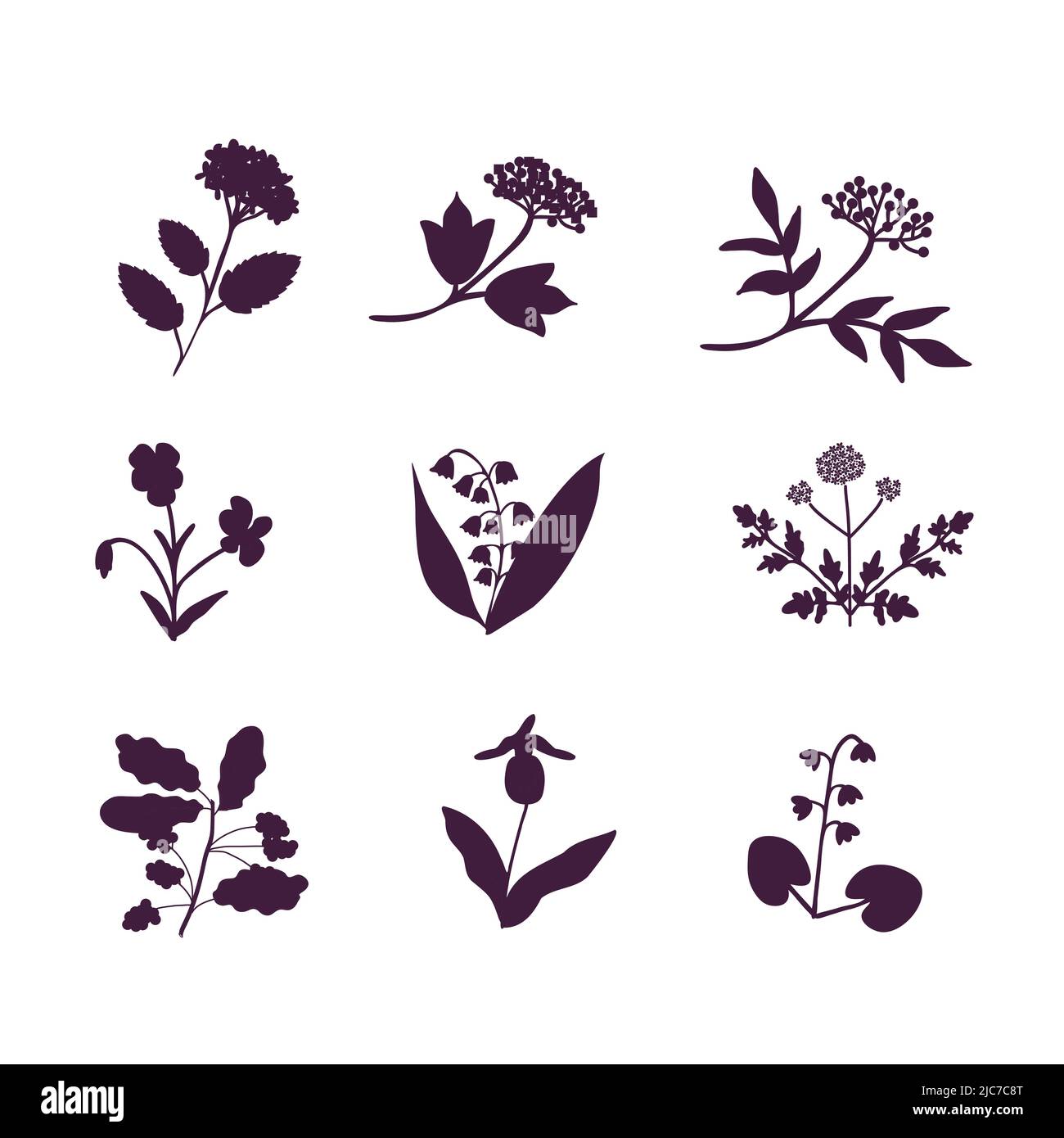 Isolated vector plants botanical collection Stock Vector Image & Art ...