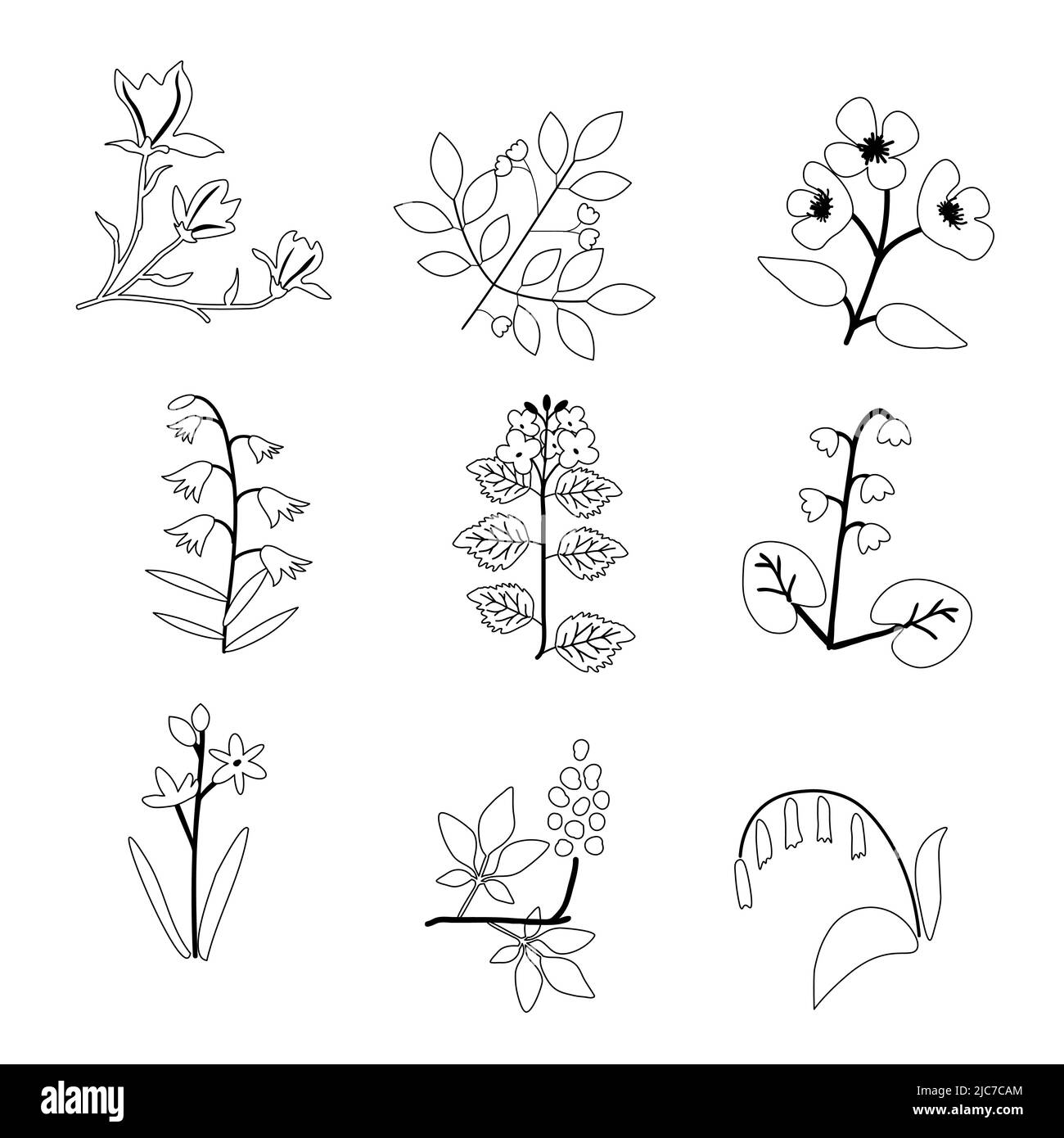 Isolated vector plants botanical collection Stock Vector Image & Art ...