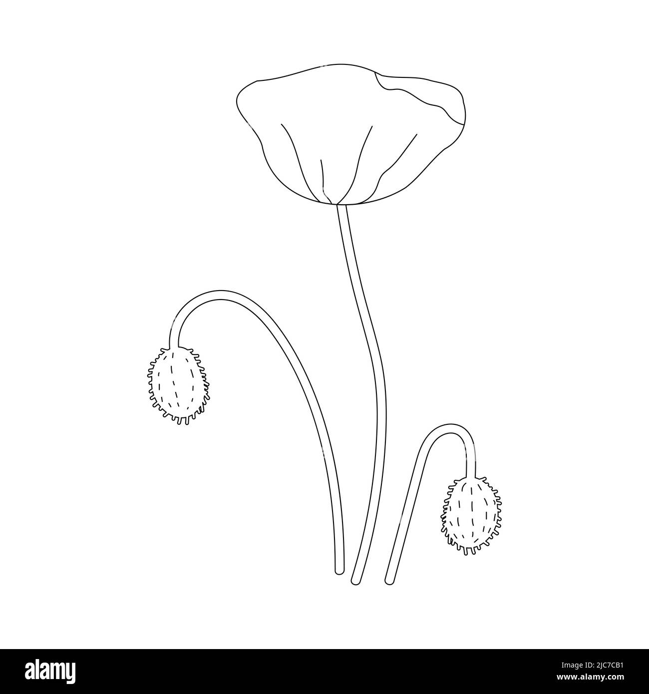 Outline poppy simple vector illustration Stock Vector Image & Art - Alamy