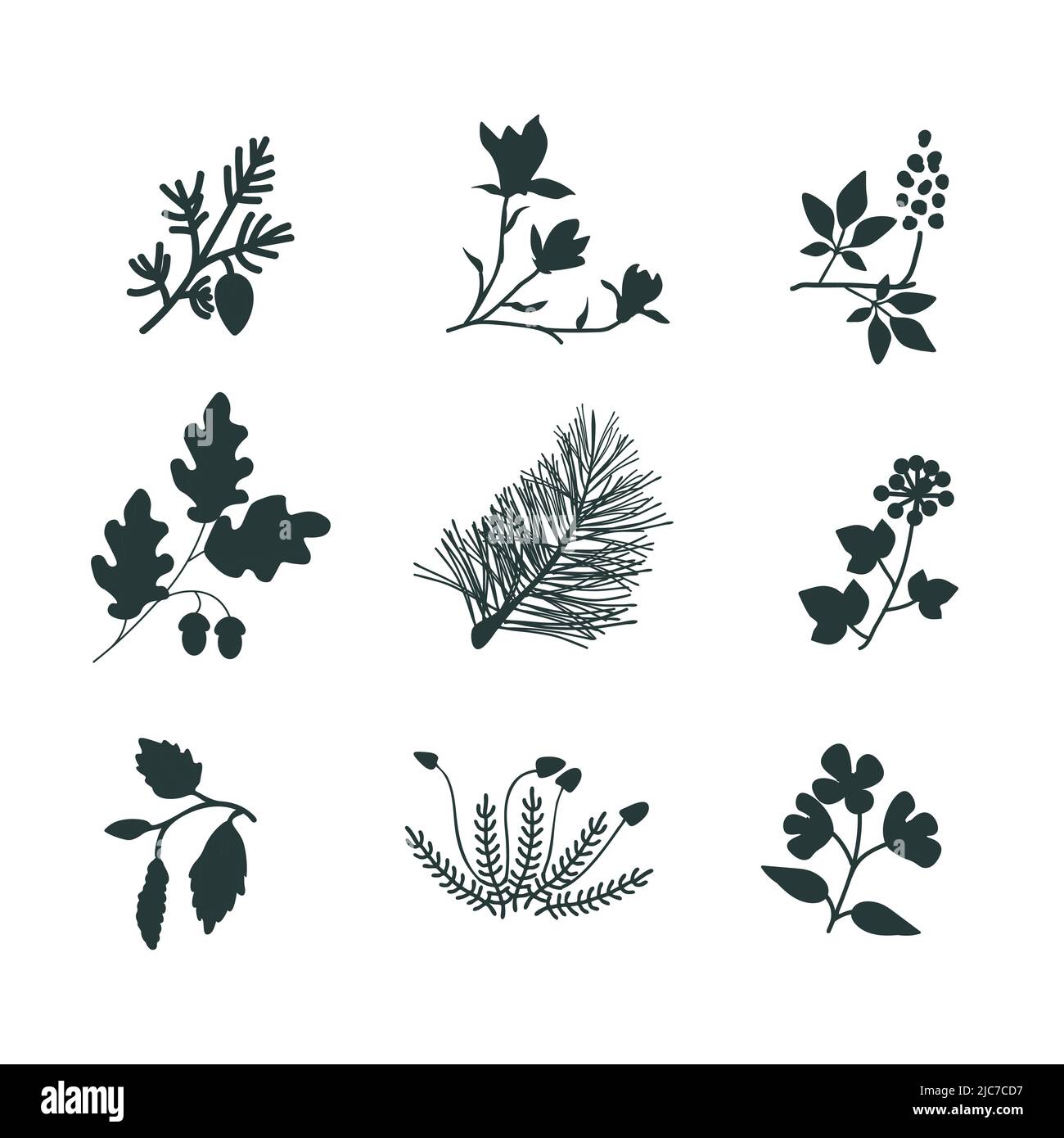 Isolated vector plants botanical collection Stock Vector Image & Art ...