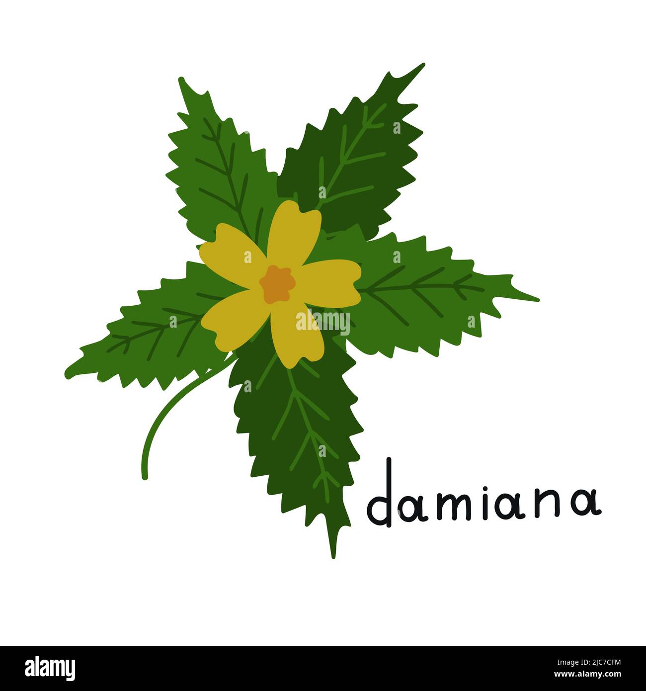 Damiana flower Stock Vector Images - Alamy