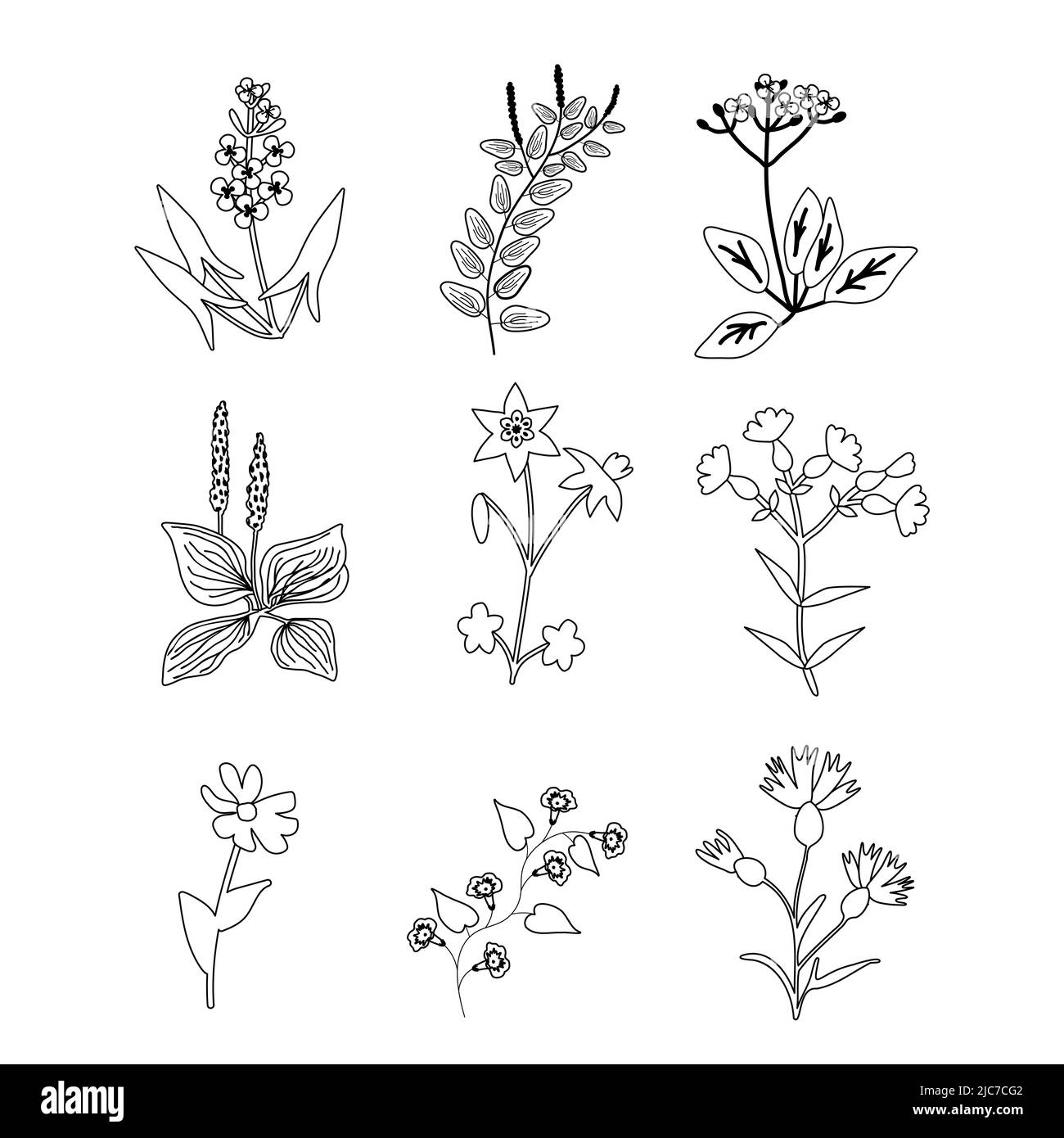 Isolated vector plants botanical collection Stock Vector Image & Art ...
