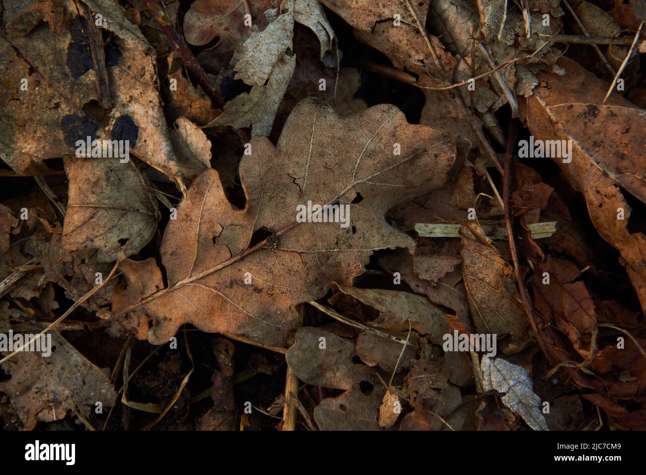 Decaying leaf litter hi-res stock photography and images - Alamy