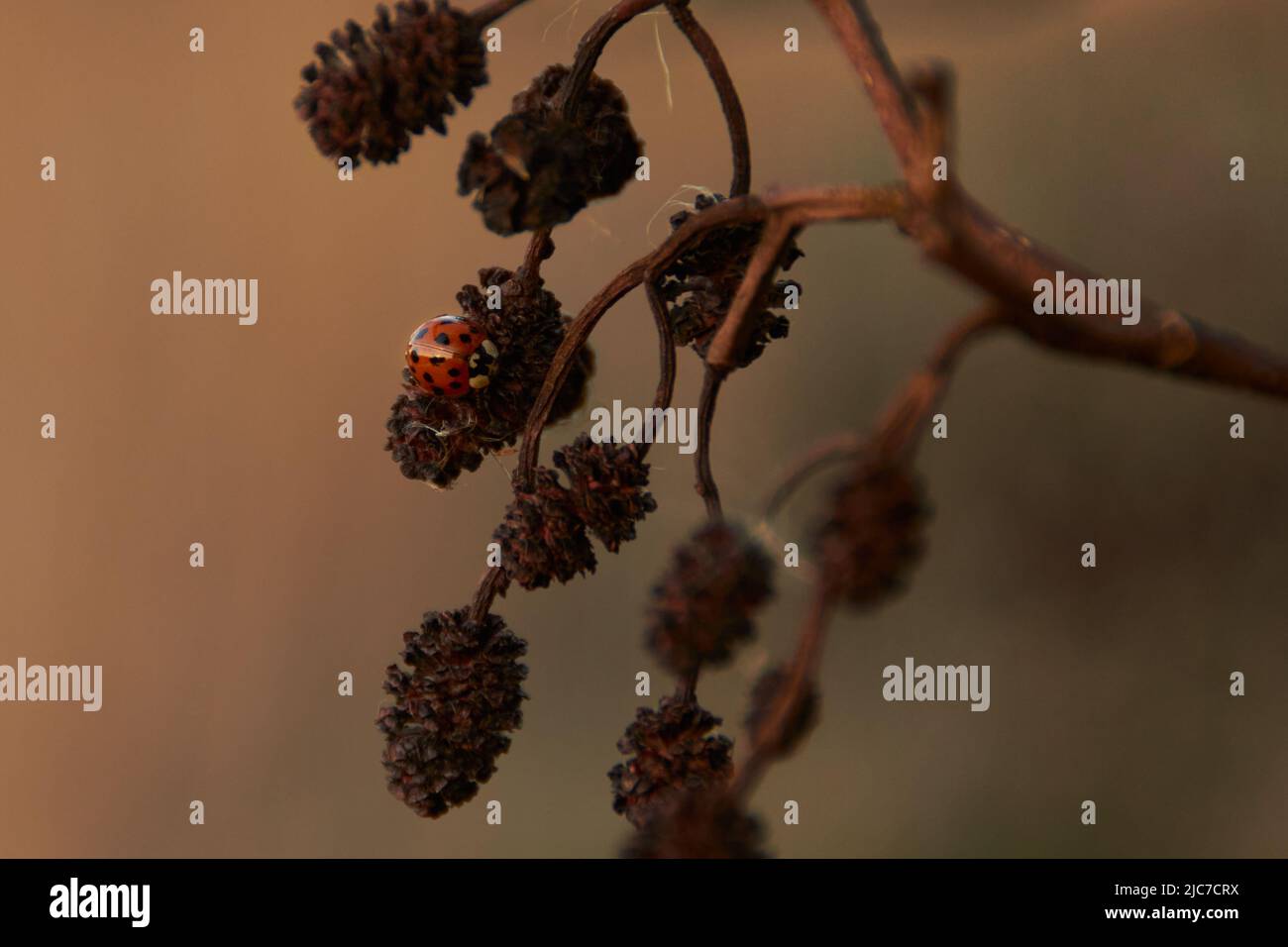 Old seed pods hi-res stock photography and images - Alamy