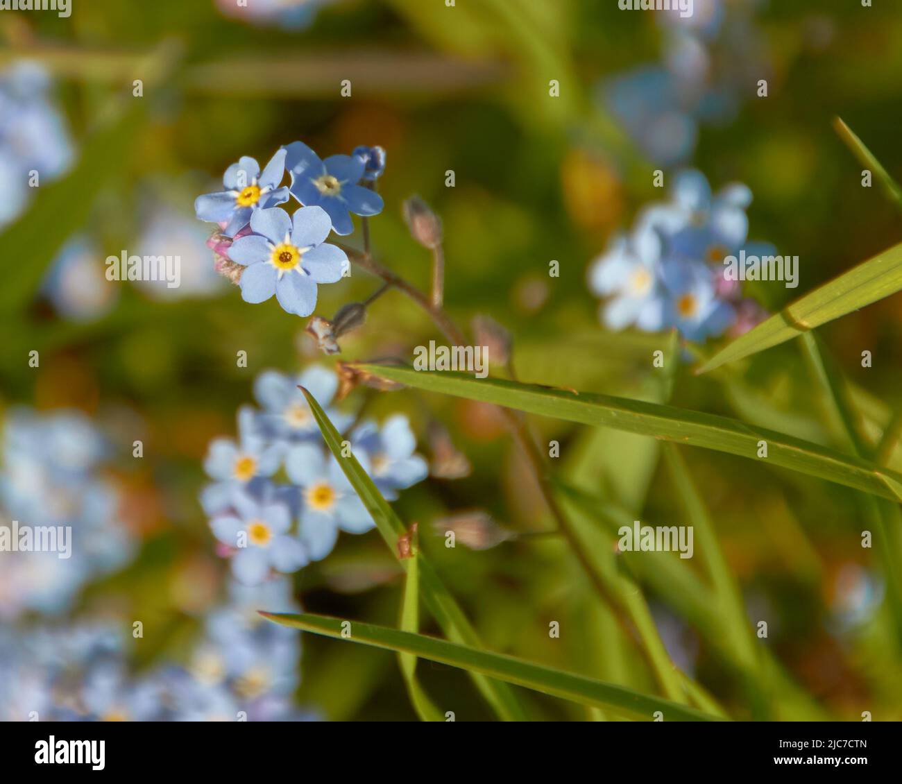 Beautiful blue Forget Me Nots in spring sunshine Stock Photo - Alamy