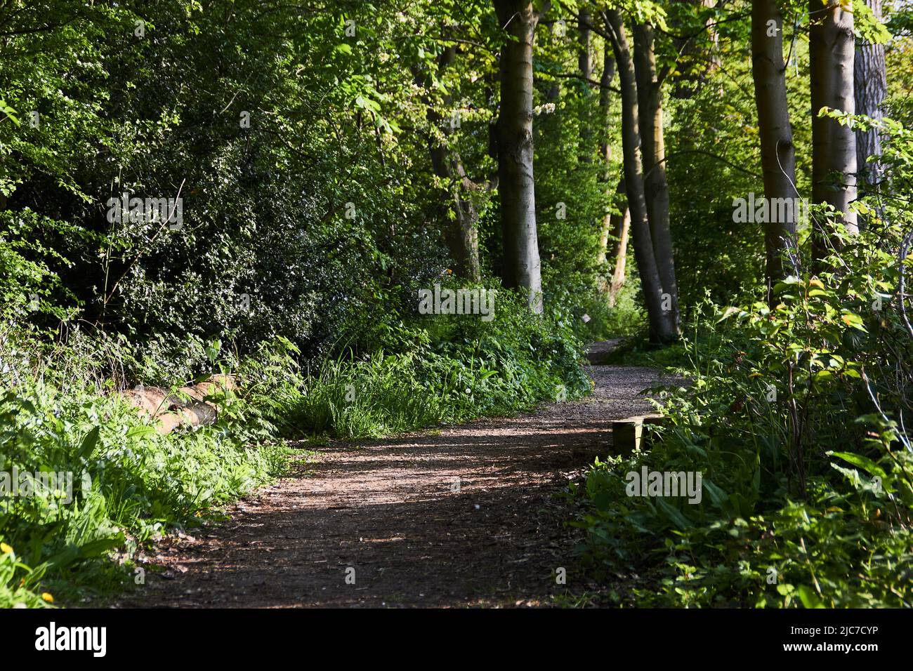 Pathway through a nature reserve with dappled shade and spring sunlight ...