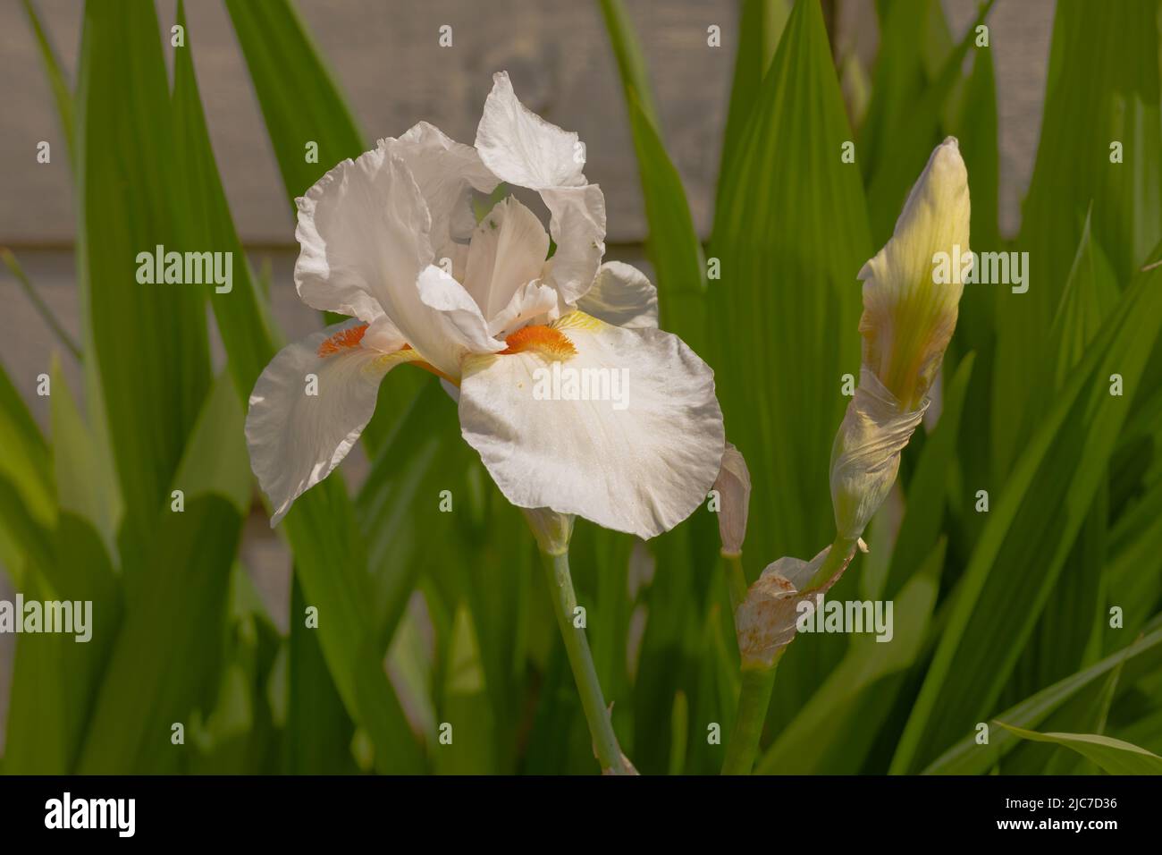 Flower and bud of the white iris germanica or bearded iris Stock Photo - Alamy