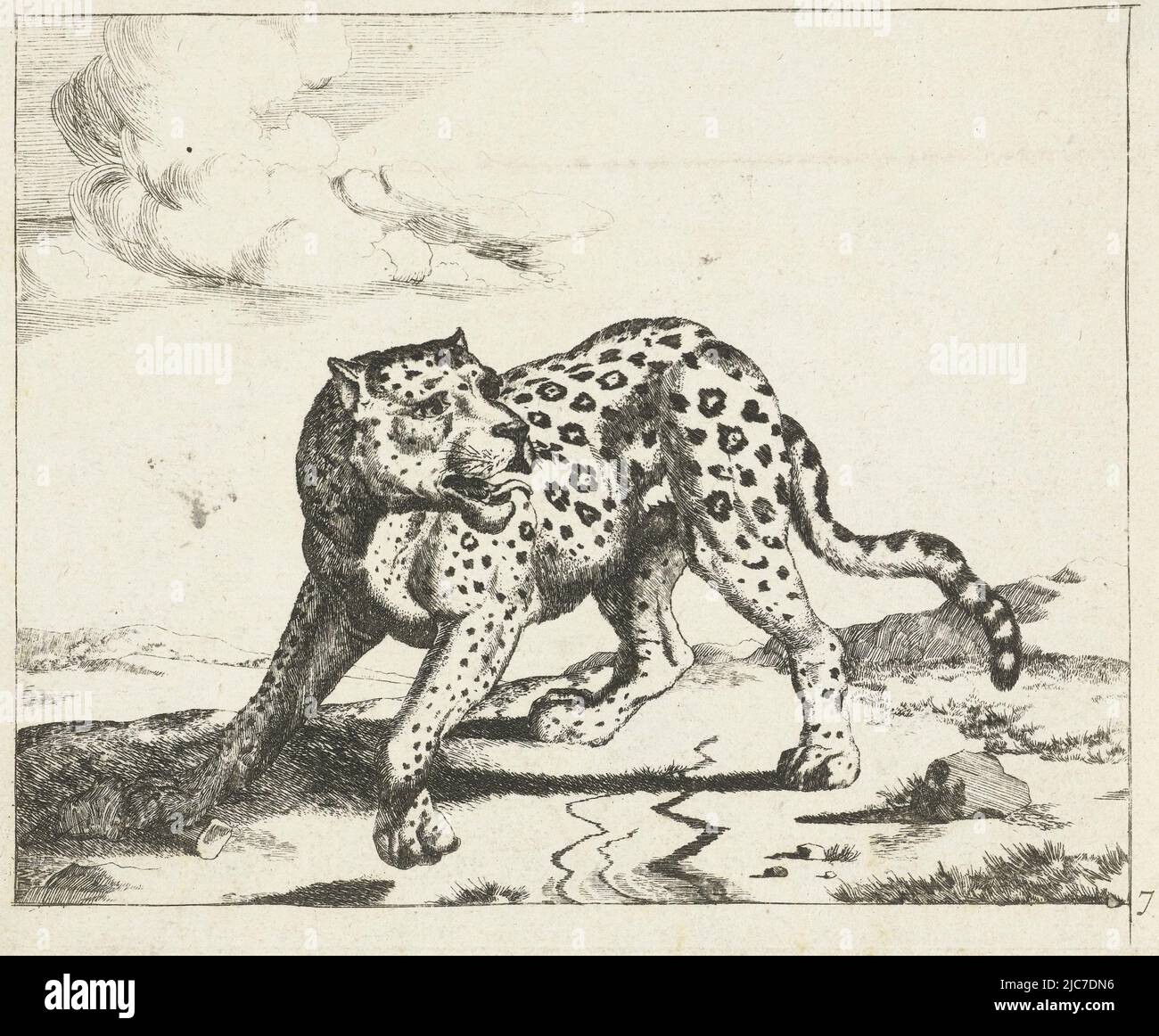 Leopard, standing to left, head to right Leopards , Marcus de Bye ...