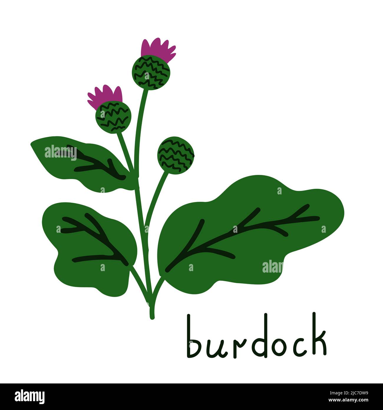 Isolated burdock vector simple plant Stock Vector Image & Art - Alamy