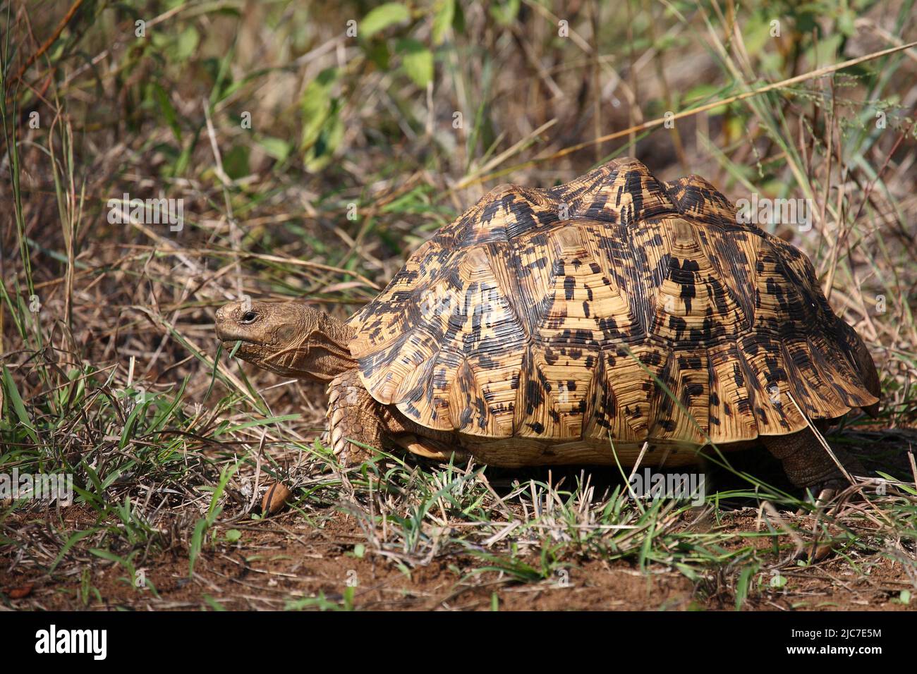 Leopardenschildkröte / Leopard tortoise / Geochelone pardalis Stock ...