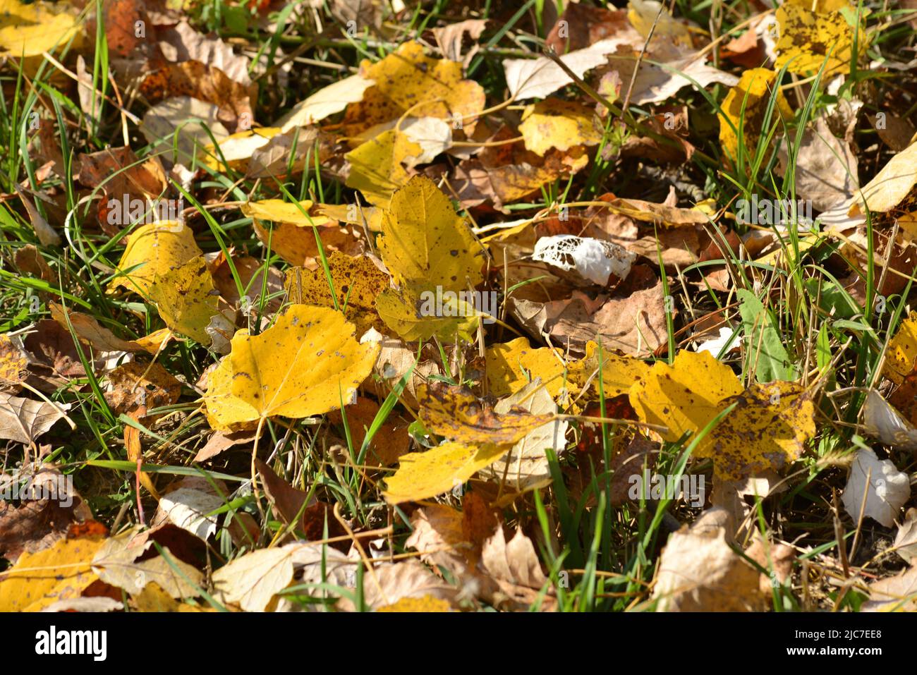 Light ochre ground hi-res stock photography and images - Alamy