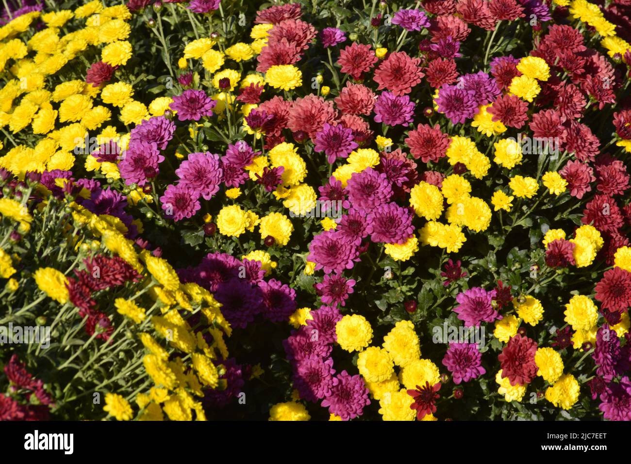 All saints day flowers hi-res stock photography and images - Alamy
