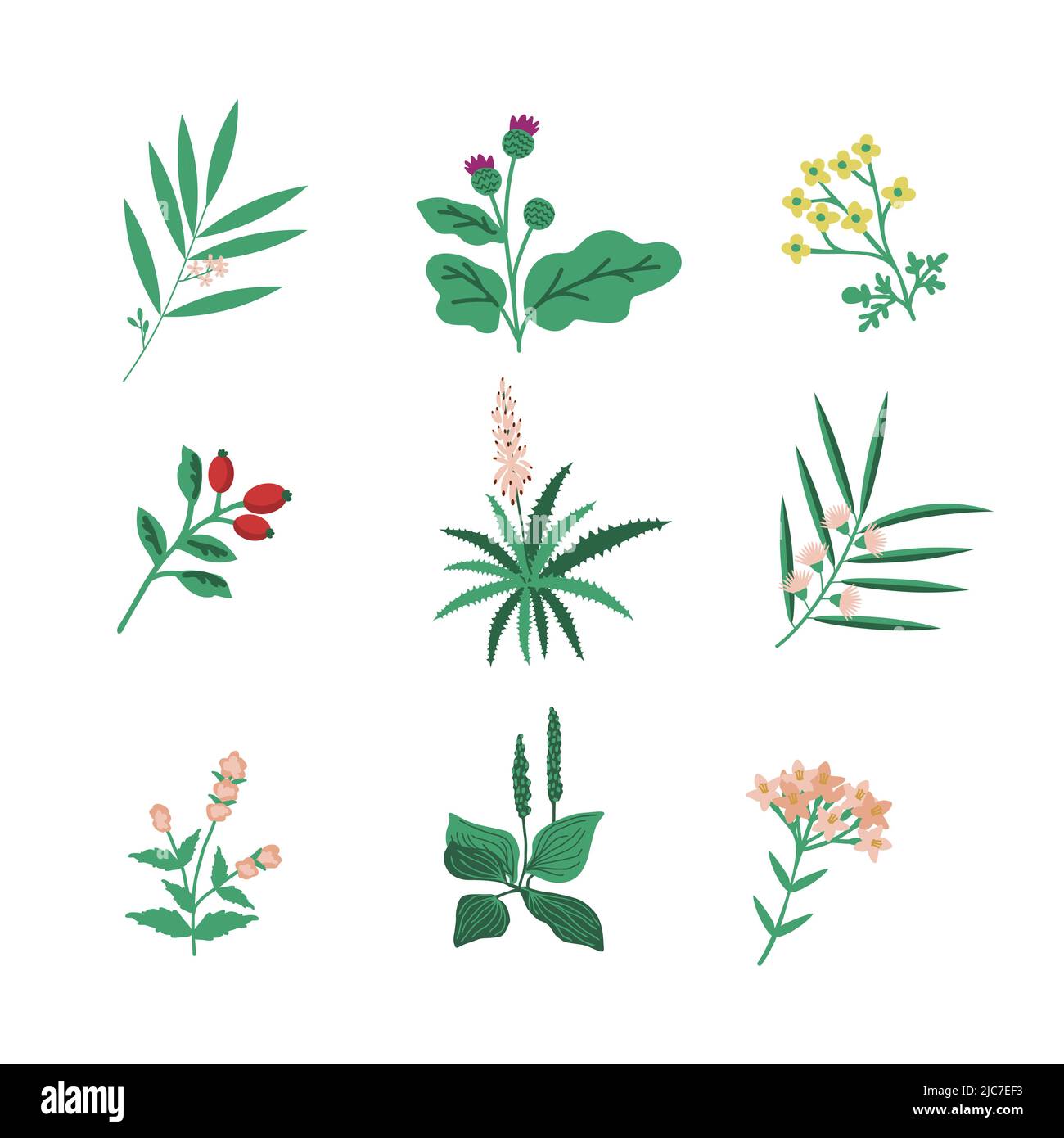 Medicine herb simple vector set Stock Vector Image & Art - Alamy