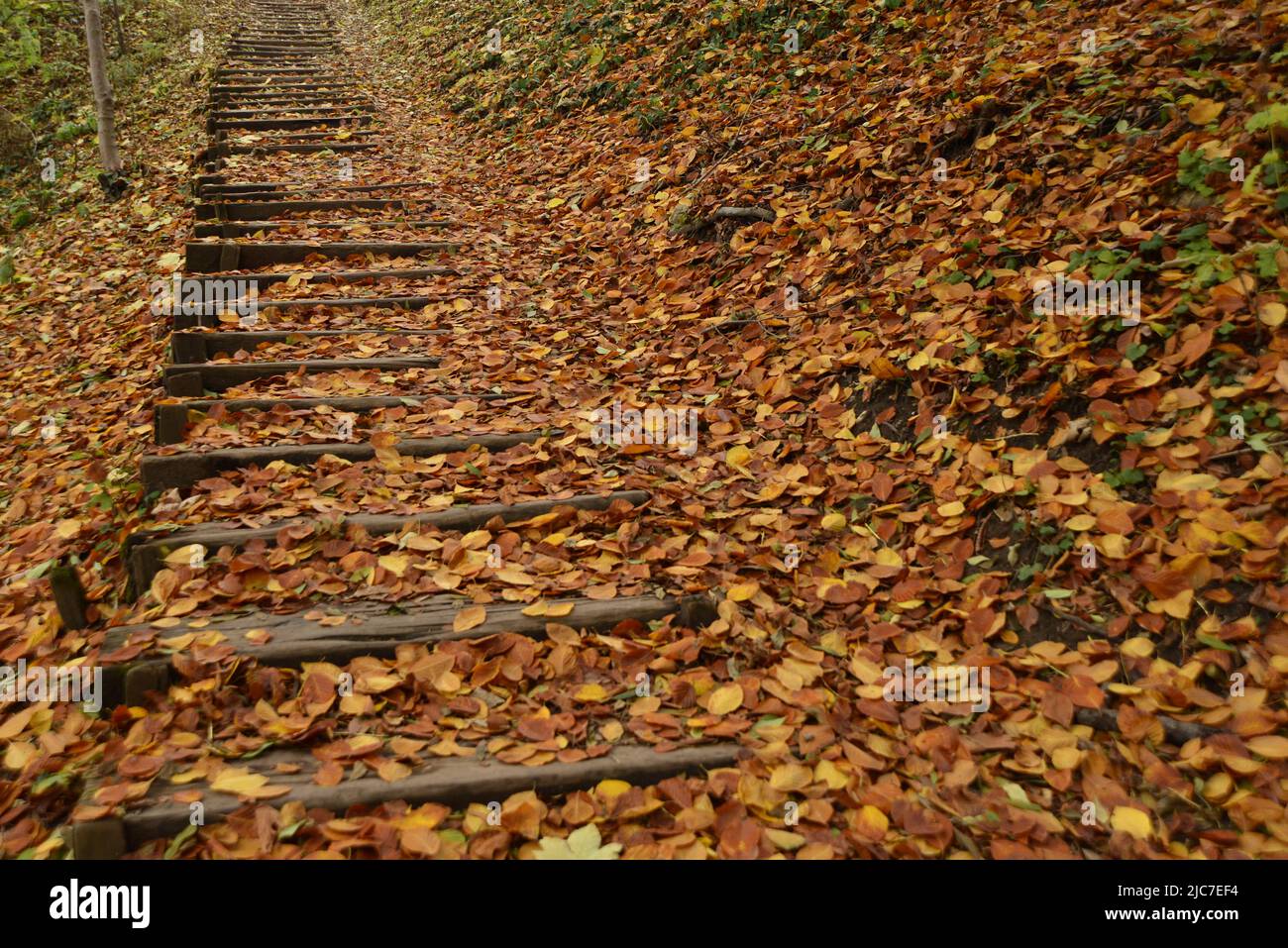 Ochre leaves hi-res stock photography and images - Alamy